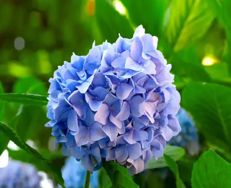 Blue Flower Diamond Painting | Diamond Painting Kits