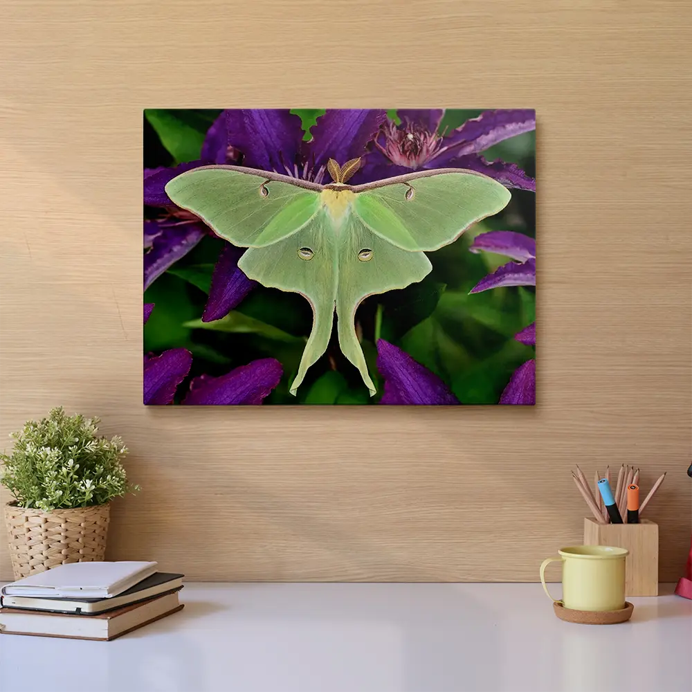 Luna Moth Diamond Painting | Diamond Painting Kits